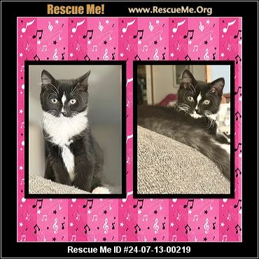 - Washington Cat Rescue - ADOPTIONS - Rescue Me!