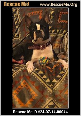 - Ohio Boston Terrier Rescue - ADOPTIONS - Rescue Me!
