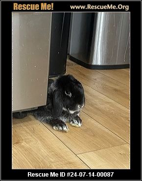 - California Rabbit Rescue - ADOPTIONS - Rescue Me!