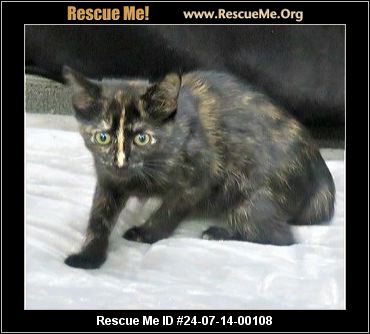 - Virginia Cat Rescue - ADOPTIONS - Rescue Me!