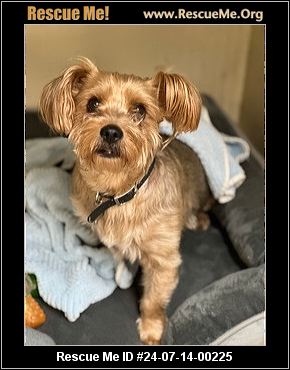 - Florida Yorkie Rescue - ADOPTIONS - Rescue Me!