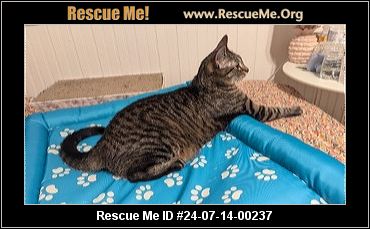 - Michigan Cat Rescue - ADOPTIONS - Rescue Me!