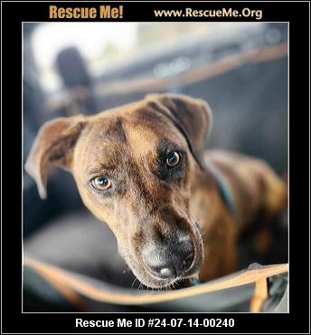 - Kentucky Dog Rescue - ADOPTIONS - Rescue Me!