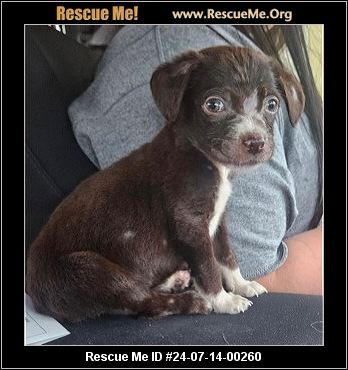 - Georgia Dog Rescue - ADOPTIONS - Rescue Me!