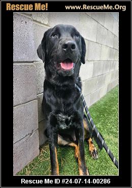 - Colorado Lab Rescue - ADOPTIONS - Rescue Me!