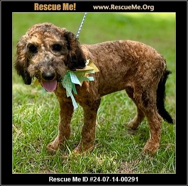 - Georgia Dog Rescue - ADOPTIONS - Rescue Me!