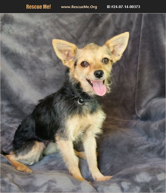 ADOPT 24071400373 ~ Yorkie Rescue ~ Albuquerque, NM
