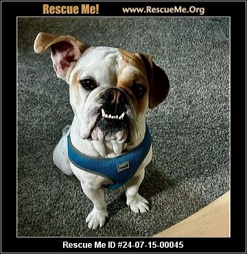 - Ohio Beagle Rescue - ADOPTIONS - Rescue Me!