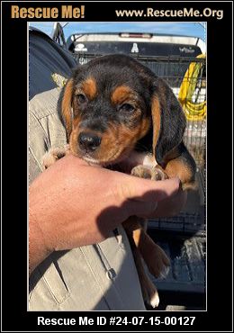 - North Carolina Dog Rescue - ADOPTIONS - Rescue Me!