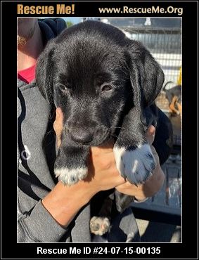 - North Carolina Dog Rescue - ADOPTIONS - Rescue Me!