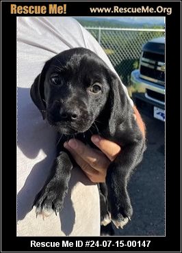 - North Carolina Dog Rescue - ADOPTIONS - Rescue Me!