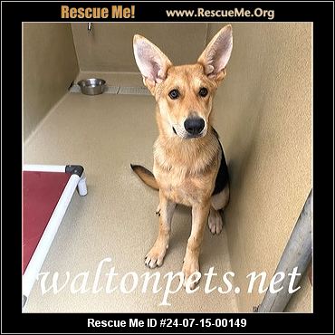 - Georgia Dog Rescue - ADOPTIONS - Rescue Me!
