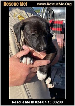 - North Carolina Dog Rescue - ADOPTIONS - Rescue Me!