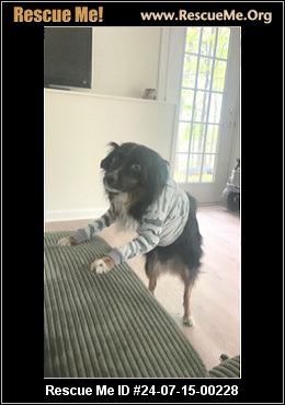 - Virginia Australian Shepherd Rescue - ADOPTIONS - Rescue Me!