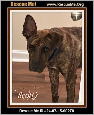 - North Carolina Dog Rescue - ADOPTIONS - Rescue Me!