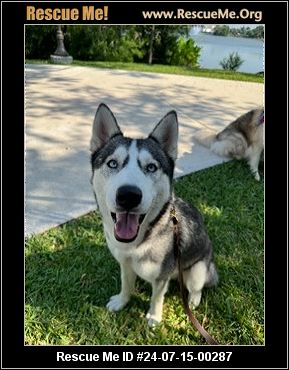 - Florida Siberian Husky Rescue - ADOPTIONS - Rescue Me!