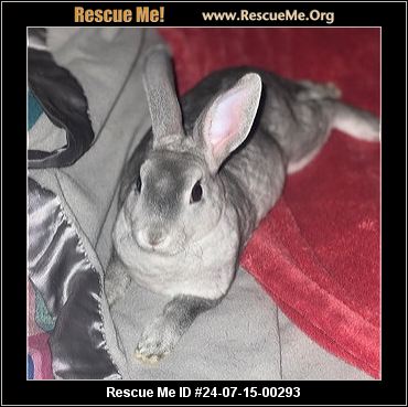 - Georgia Rabbit Rescue - ADOPTIONS - Rescue Me!
