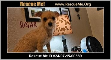 - Florida Jack Russell Rescue - ADOPTIONS - Rescue Me!