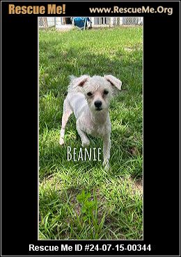 - Florida Maltese Rescue - ADOPTIONS - Rescue Me!