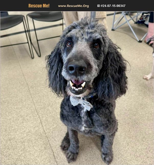 ADOPT 24071500347 ~ Poodle Rescue ~ Harrisburg, PA