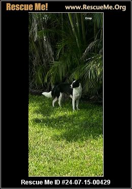- Florida Border Collie Rescue - ADOPTIONS - Rescue Me!