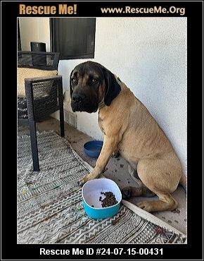 - California Mastiff Rescue - ADOPTIONS - Rescue Me!