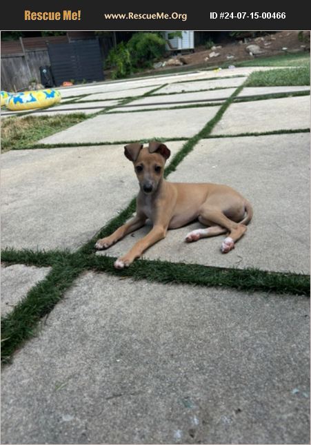 ADOPT 24071500466 ~ Italian Greyhound Rescue ~ redlands, CA