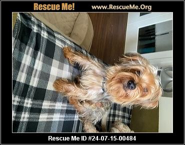 - Texas Yorkie Rescue - ADOPTIONS - Rescue Me!