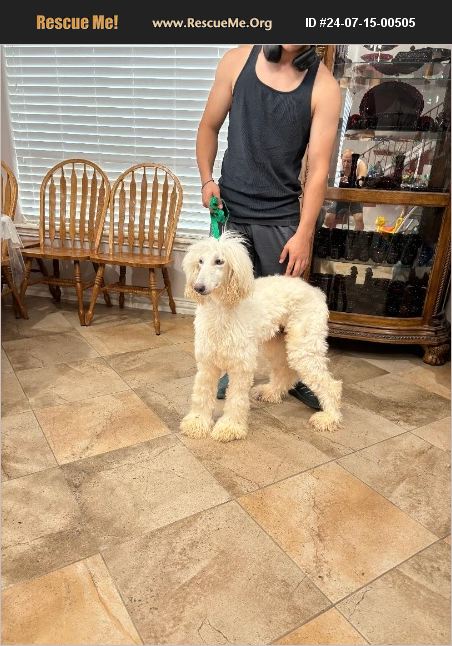 ADOPT 24071500505 ~ Afghan Hound Rescue ~ San Antonio, TX