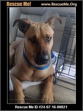 - Oklahoma Dog Rescue - ADOPTIONS - Rescue Me!