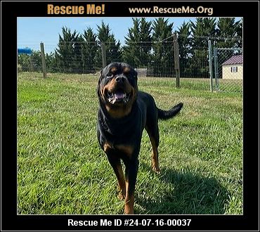 - Maryland Rottweiler Rescue - ADOPTIONS - Rescue Me!