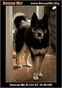 - Virginia Siberian Husky Rescue - ADOPTIONS - Rescue Me!