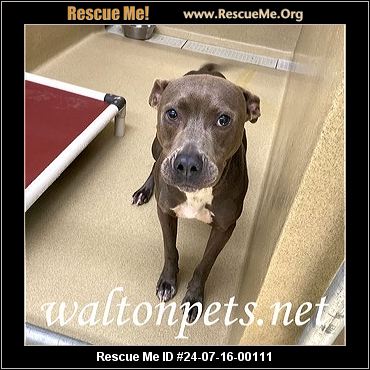 - Georgia Dog Rescue - ADOPTIONS - Rescue Me!