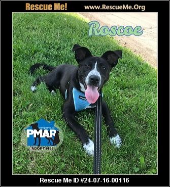 - New York Dog Rescue - ADOPTIONS - Rescue Me!