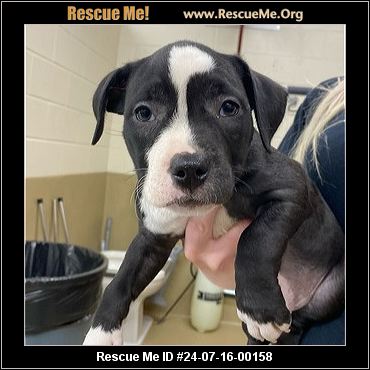 - Georgia Dog Rescue - ADOPTIONS - Rescue Me!