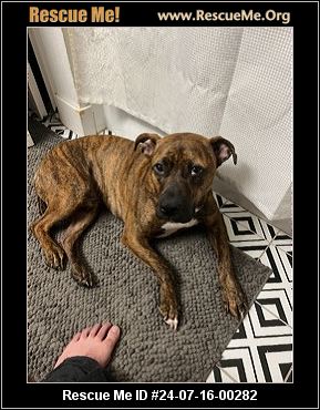 - Texas Boxer Rescue - ADOPTIONS - Rescue Me!