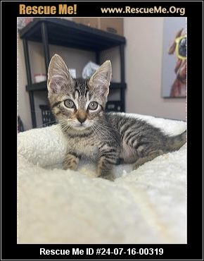 - Wisconsin Cat Rescue - ADOPTIONS - Rescue Me!