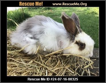 - Wisconsin Rabbit Rescue - ADOPTIONS - Rescue Me!