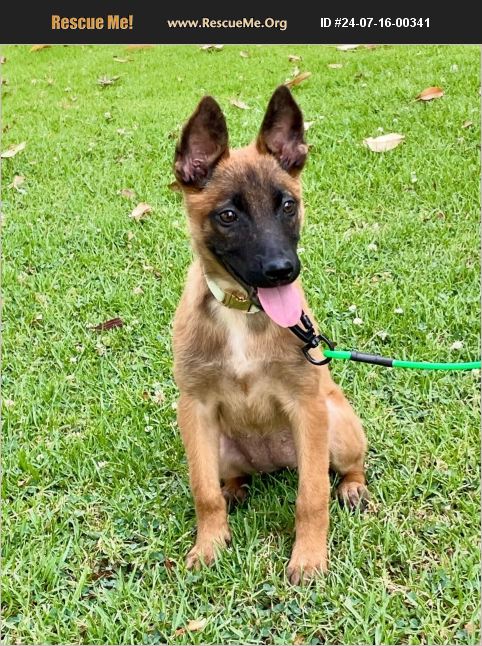 ADOPT 24071600341 ~ Belgian Malinois Rescue ~ Simi Valley, CA