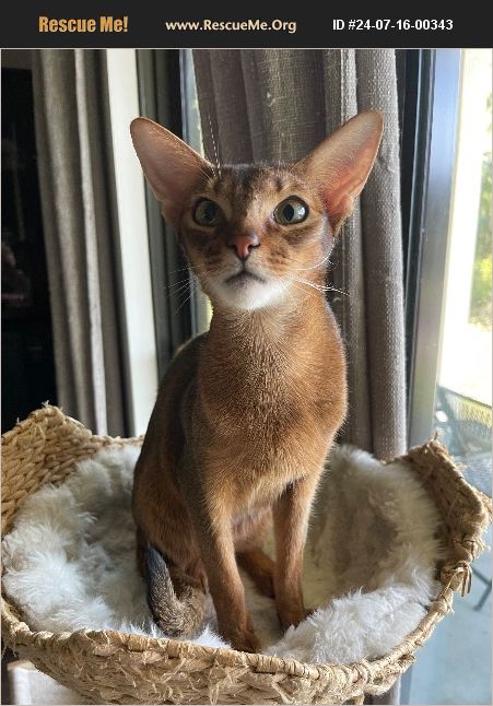 ADOPT 24071600343 ~ Abyssinian Rescue ~ Naples, FL