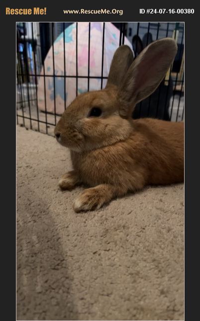 ADOPT 24071600380 ~ Rabbit Rescue ~ Gainesville, VA