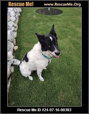 - New Jersey Collie Rescue - ADOPTIONS - Rescue Me!