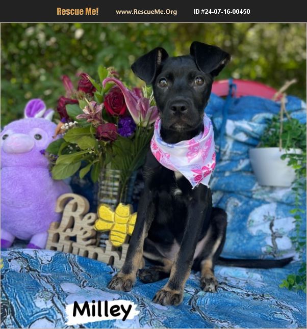 ADOPT 24071600450 ~ German Pinscher Rescue ~ Sebring, FL