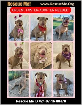 - California Pit Bull Rescue - ADOPTIONS - Rescue Me!