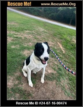 - Georgia Border Collie Rescue - ADOPTIONS - Rescue Me!