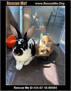 - Illinois Rabbit Rescue - ADOPTIONS - Rescue Me!