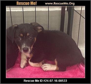 - Georgia Dog Rescue - ADOPTIONS - Rescue Me!