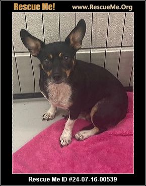 - Georgia Dog Rescue - ADOPTIONS - Rescue Me!