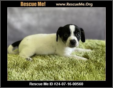 - Georgia Dog Rescue - ADOPTIONS - Rescue Me!