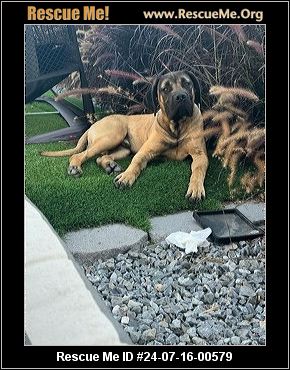 - California Mastiff Rescue - ADOPTIONS - Rescue Me!